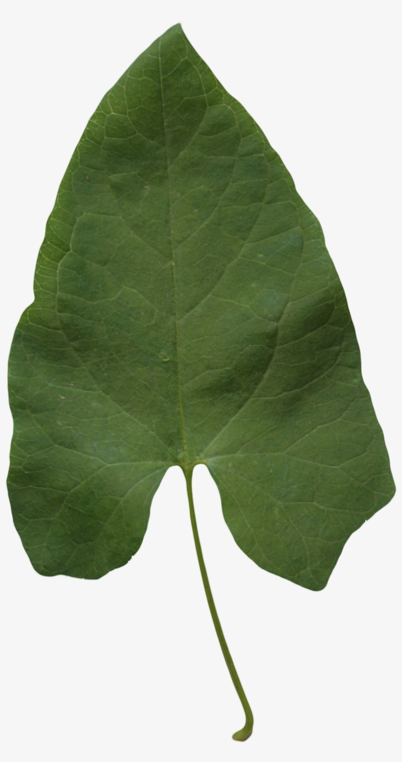 Download 2d Leaves - Transparent Leaf Texture - HD Transparent PNG ...