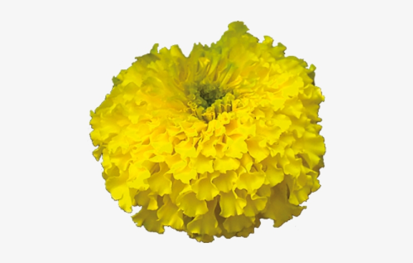 Zendu Png Transparent PNG - 500x554 - Free Download on NicePNG