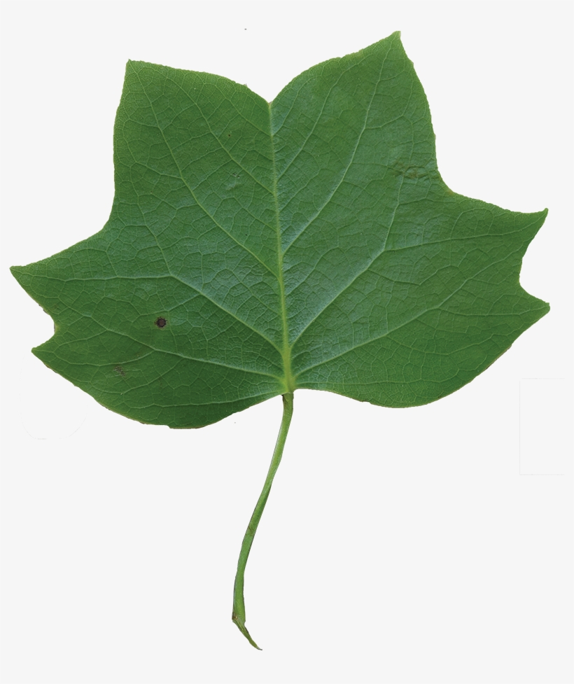 Tulip Tree Leaf Png Transparent PNG - 800x907 - Free Download on NicePNG
