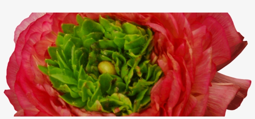 Buttercup Transparent PNG - 1490x497 - Free Download on NicePNG