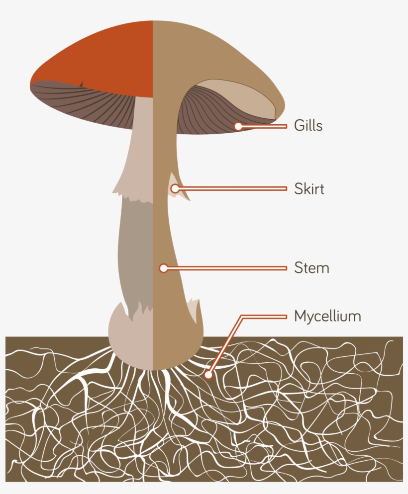 Mushroom Fruiting Body