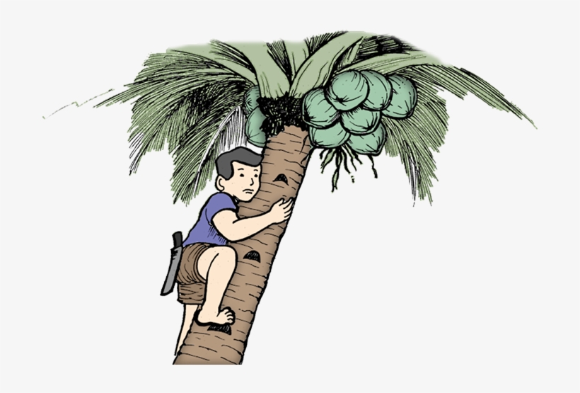 Filename - - Man On Coconut Tree Transparent PNG - 700x481 - Free ...