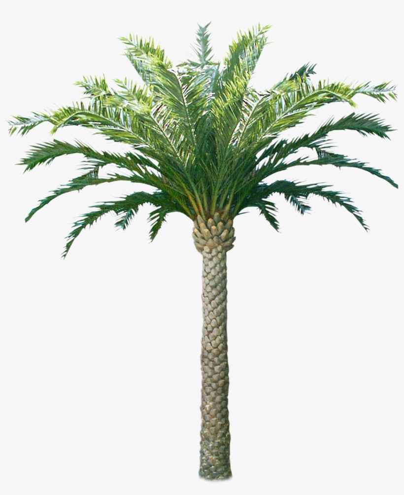 Download Palm & Coconut Trees Texture 3d Coconut Tree Png - Imagini Cu ...