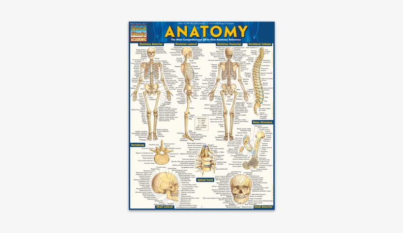Complete Labeled Illustrations Of Over 1,400 Anatomical - Anatomy By ...