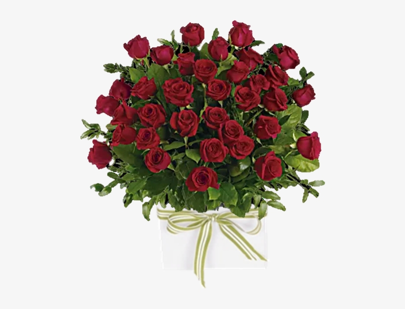 3 Dozen Red Roses - 3 Dozen Long Stem Roses Transparent PNG - 501x562 ...