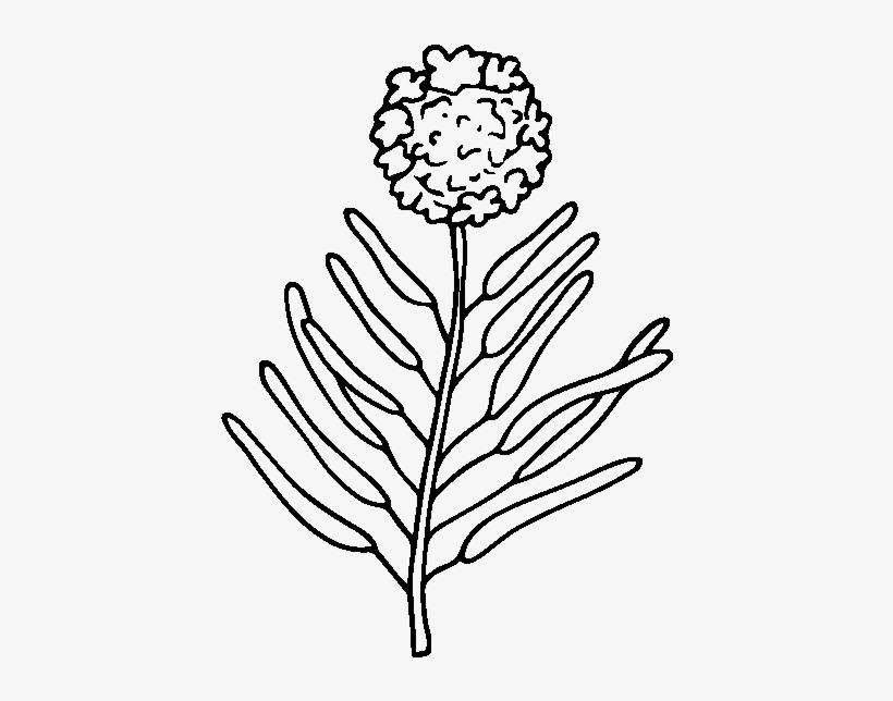 Round Flower - Line Art Transparent PNG - 700x700 - Free Download on ...