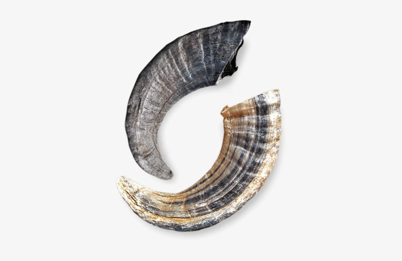 Two Horns Background - Icelandic Lamb Horn Transparent PNG - 500x500 ...