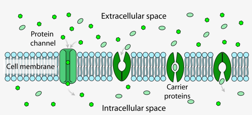 Open - Extracellular Space Vs Intracellular Space Transparent PNG ...