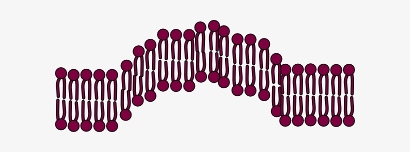 Cell Membrane Transparent PNG - 600x225 - Free Download on NicePNG