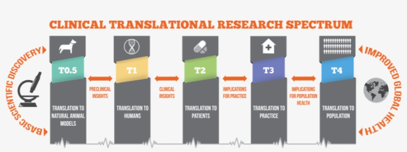 Clinical Translational Research Spectrum Transparent PNG - 976x294 ...