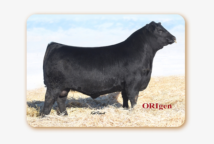 Angus Bulls Coloring Pages