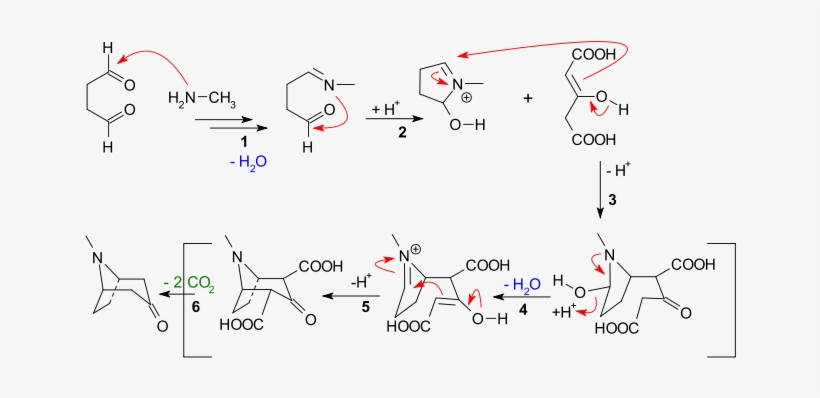 Tropinone Synthesis - Pseudopelletierine Synthesis Transparent PNG ...
