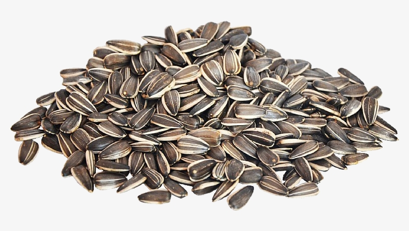 Sunflower Seeds Png Image - Sunflower Seed Png Transparent Transparent ...