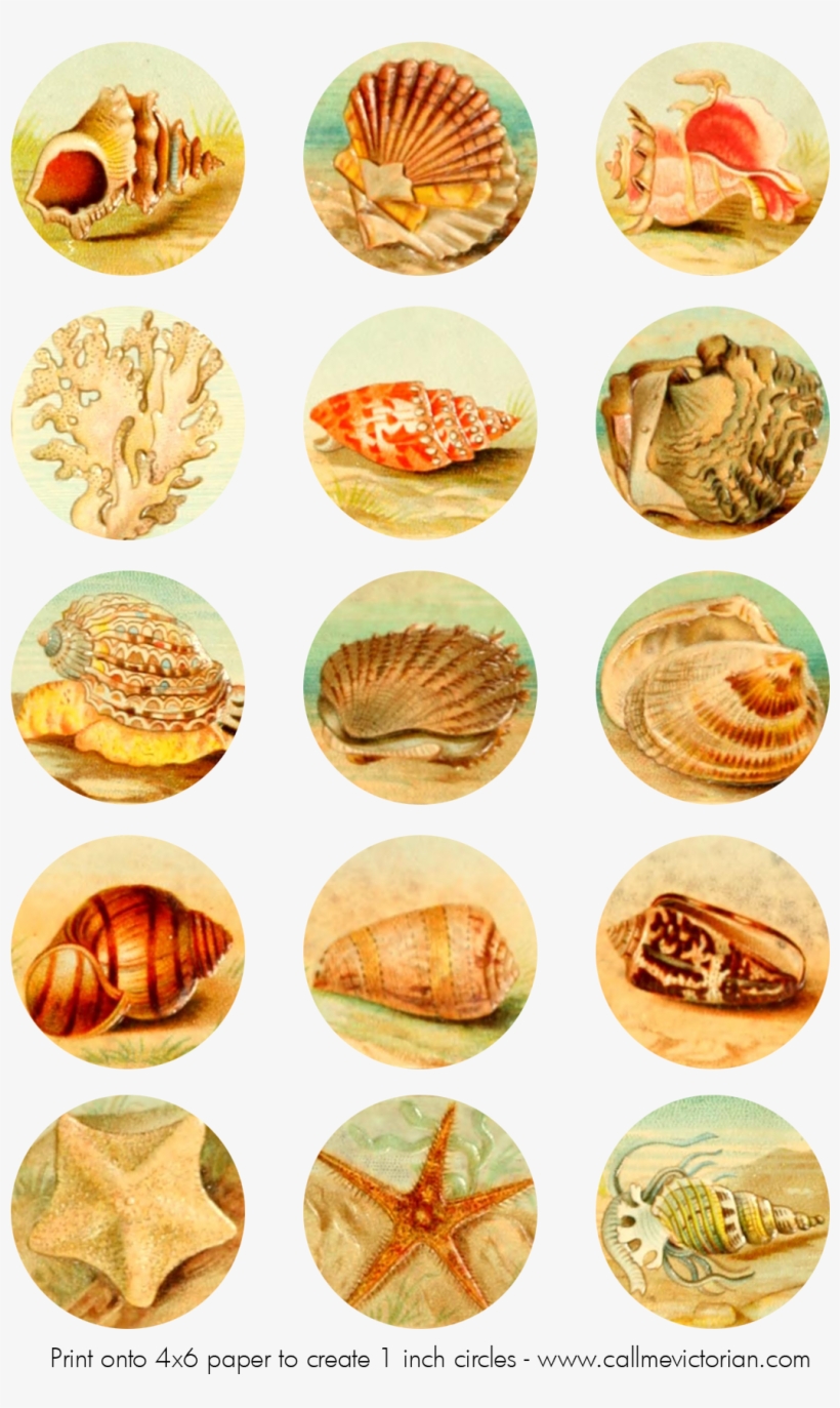 Download Seashells Digital Collage Sheet - Digital Collage Png Sheets ...