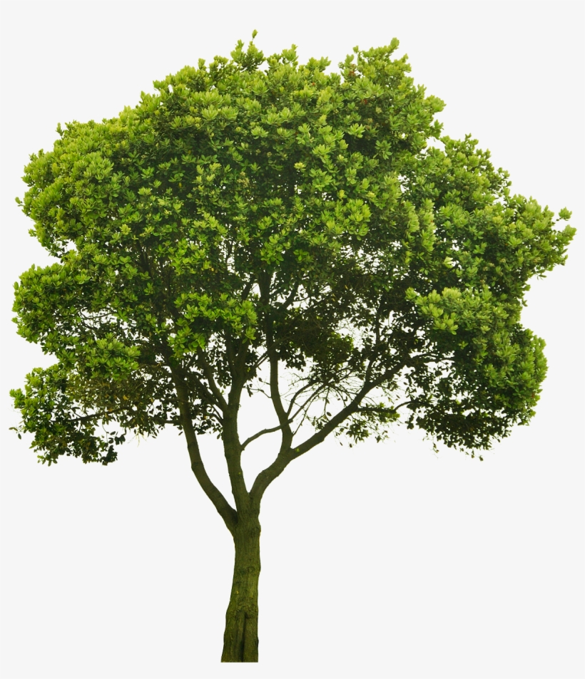 Oyap Is A Great Idea For Employers - Tree Png Hd Architecture ...