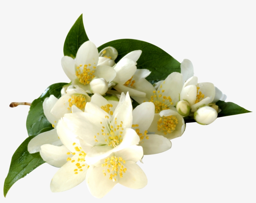 Transparent Flowers Jasmine - Free Jasmine Flower Png Transparent PNG ...
