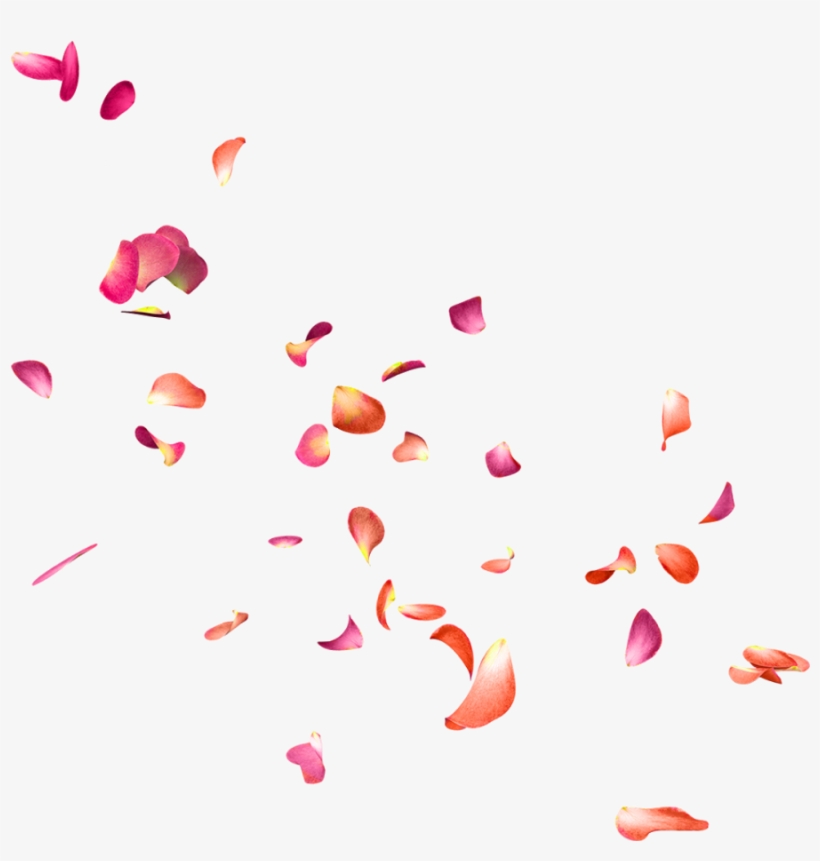 Download Falling Rose Petals Png - Png Effects For Editing - HD ...