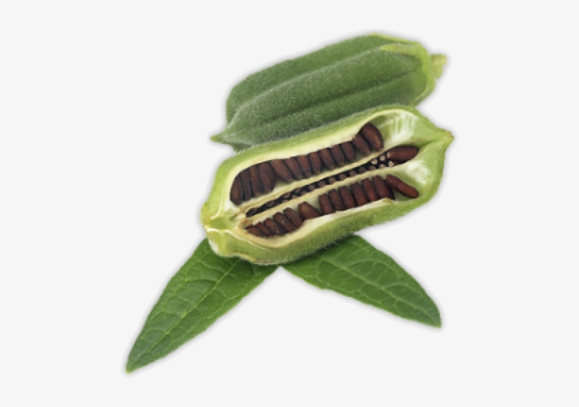 Download Sesame Seed Plant - HD Transparent PNG - NicePNG.com