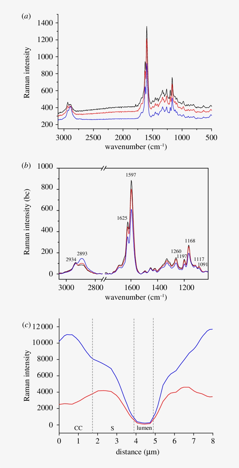 Average Raman Spectra Of The Cell Corner (cc, Black - Diagram ...