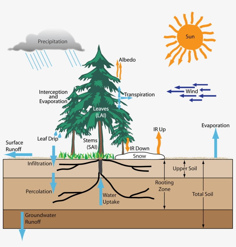 Transpiration Of A Tree Transparent PNG - 1600x1597 - Free Download on ...