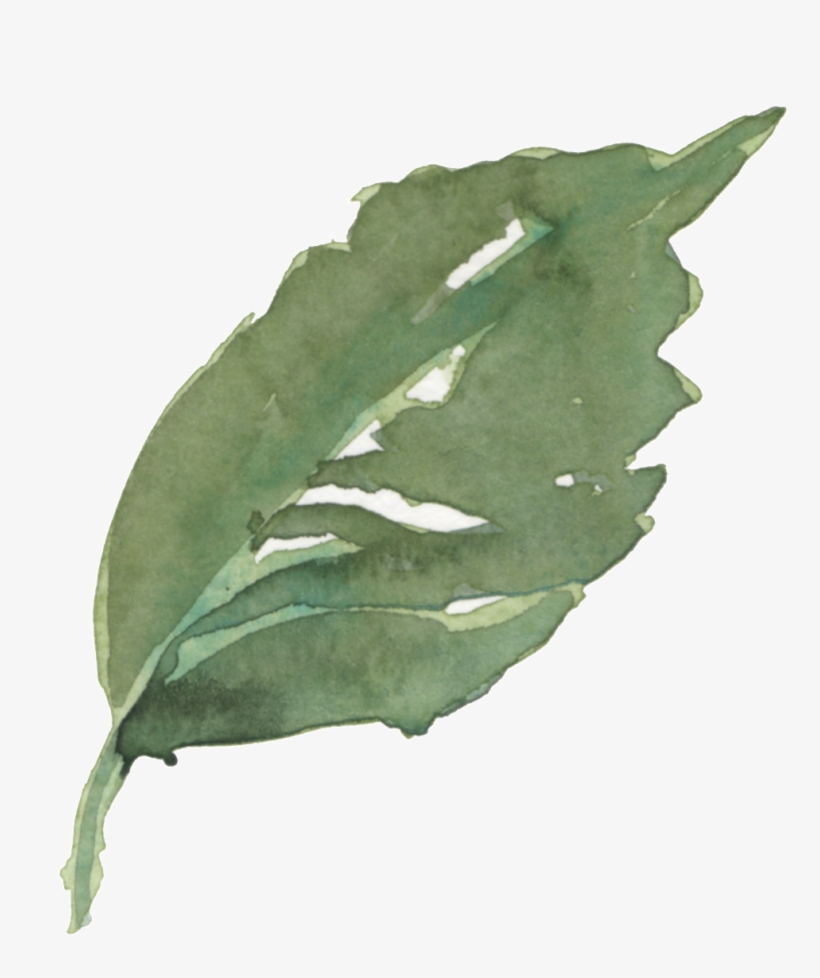 Hand Painted Green Leaves Transparent Decorative - Leaf Transparent PNG ...