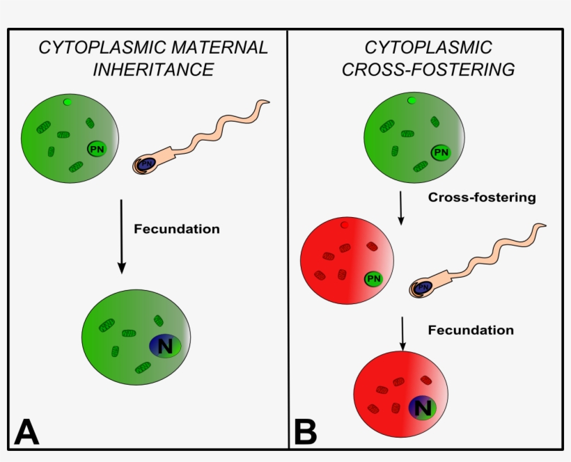 Mitochondrial Inheritance Visibly And Statistically - Cytoplasmic Inheritance And Maternal ...