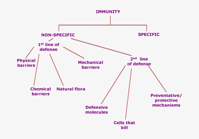 Https - //worldofbiology09 - Wikispaces - Com/biol - Specific And Non ...