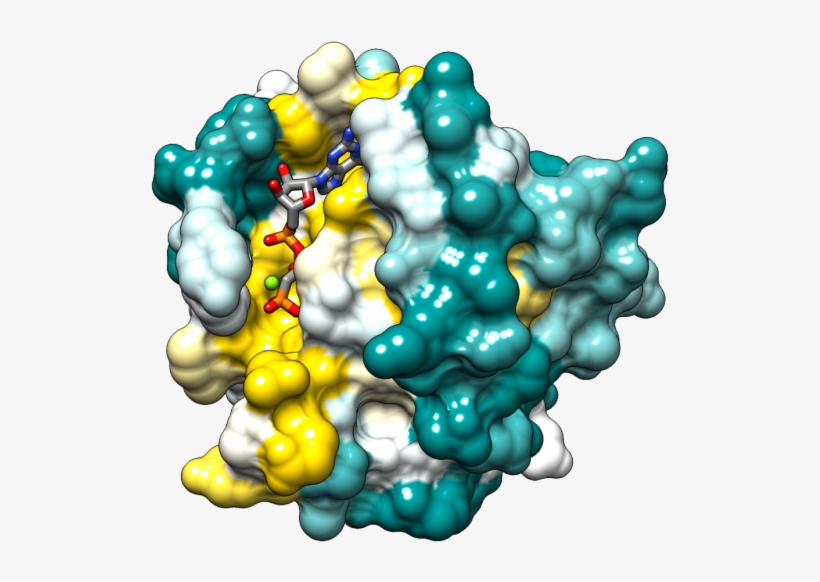Structure Of H-ras - Ras Protein Structure Transparent PNG - 550x523 ...