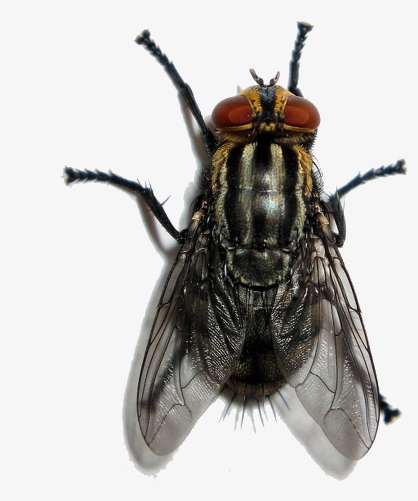 La Mosca - Tamaño De Una Mosca Transparent PNG - 1280x912 - Free ...
