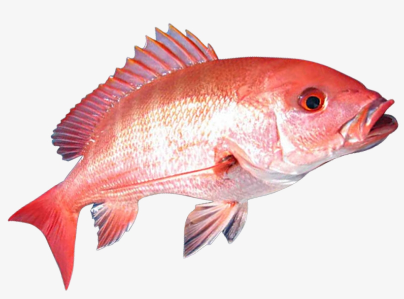 Red Snapper Fish Png Transparent PNG - 1280x720 - Free Download on NicePNG