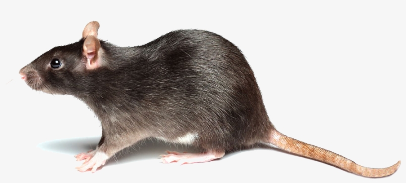 Rat Is Short For Ratthew Transparent PNG - 928x400 - Free Download on ...