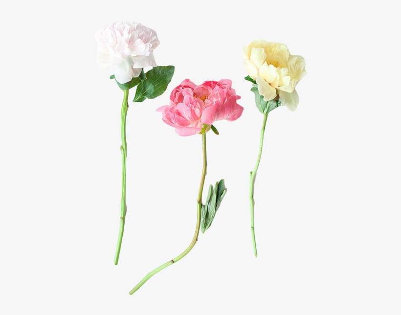 Download Transparent-flowers - Flowers Tumblr Png - HD Transparent PNG ...