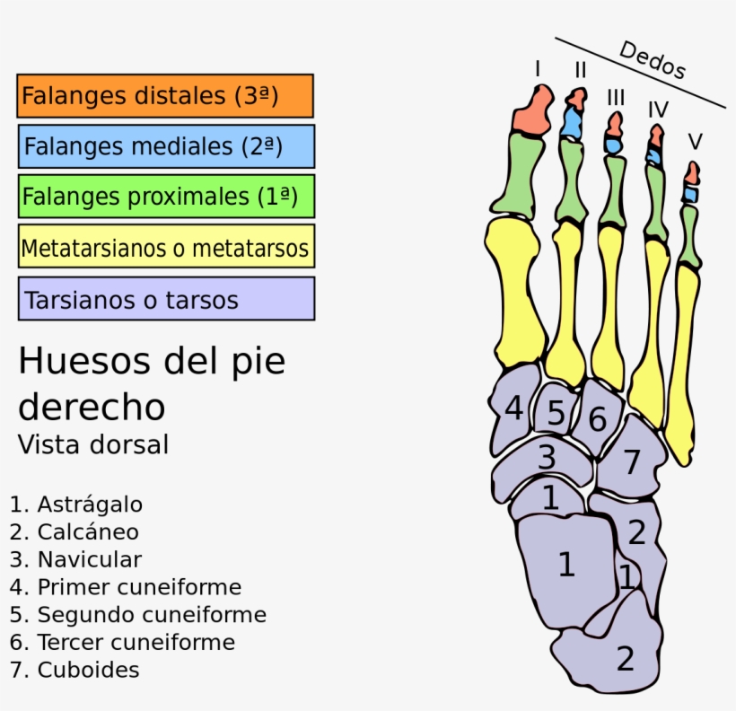 Foot Transparent PNG - 1200x1051 - Free Download on NicePNG