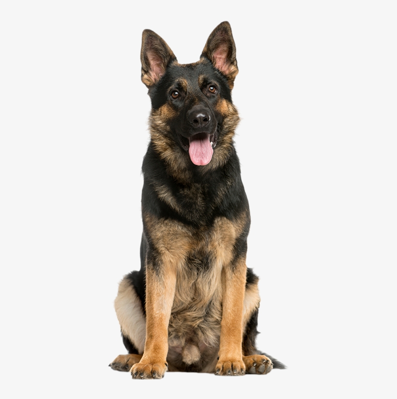 Dog Insurance - German Shepherd Transparent PNG - 537x744 - Free ...