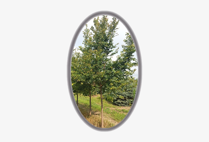 Prospector Elm Ulmus Wilsoniana Schneid - Pond Pine Transparent PNG ...