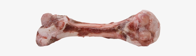 Transparent Femur Bones Png Transparent PNG - 560x581 - Free Download ...