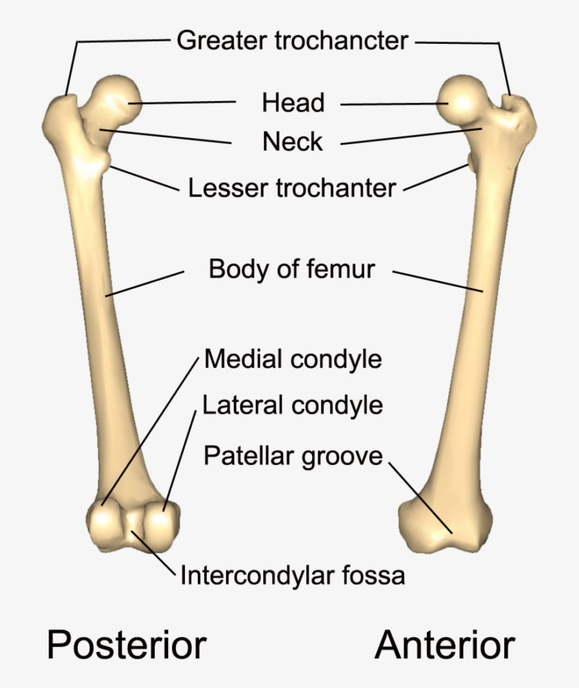Download The Left Femur And Its Various Processes And Markings ...