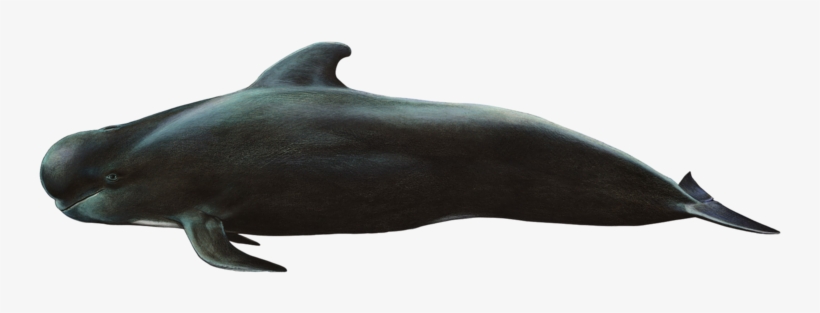 Whale Sticker - Short-finned Pilot Whale Transparent PNG - 800x324 ...