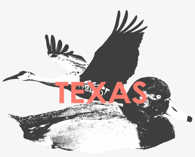 Texas Transparent PNG - 1000x1000 - Free Download on NicePNG