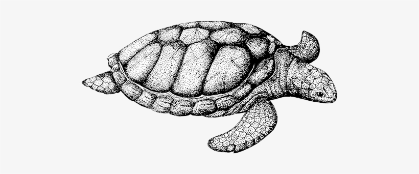 Filename - - Pawikan Png Transparent PNG - 562x305 - Free Download on ...