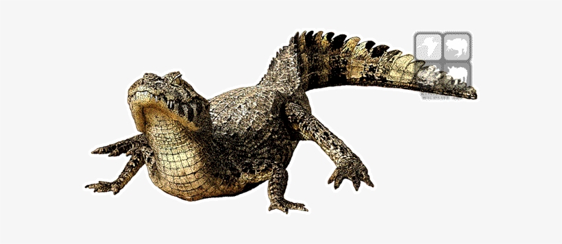 Wildlife Art - Caiman Yacare Png Transparent PNG - 590x285 - Free ...