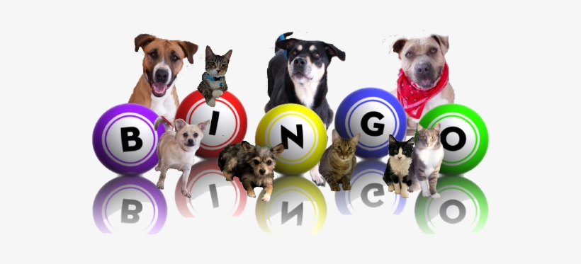 Picture - Bingo Dogs Transparent PNG - 600x312 - Free Download on NicePNG