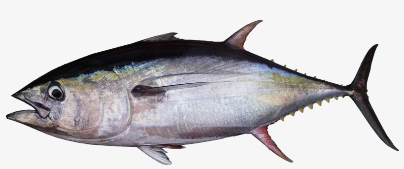 File - Yellowfin-transp - Png Tuna - Tuna Png Transparent PNG ...