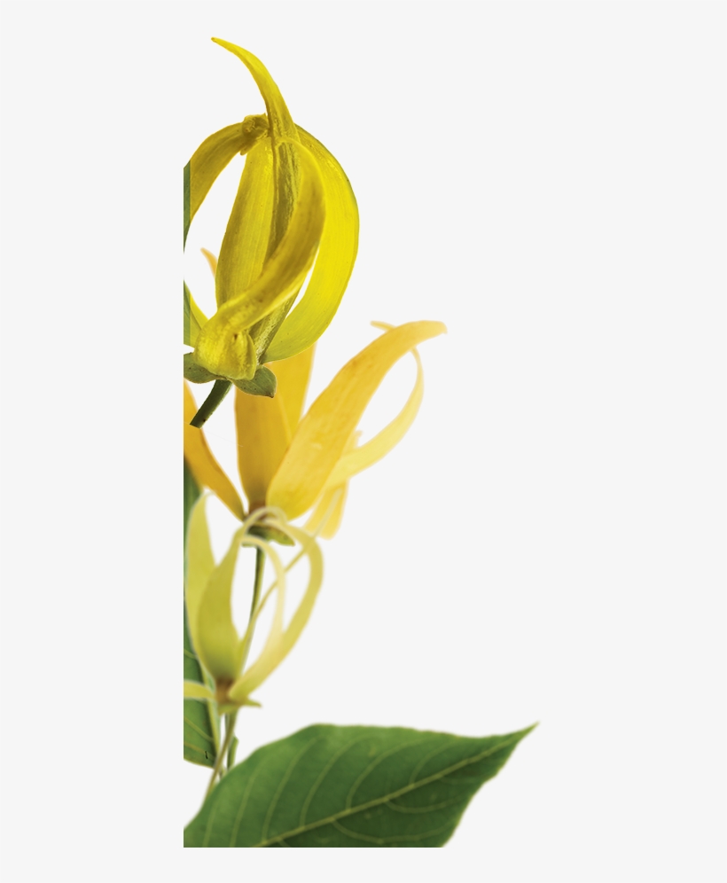 Download Ylang Botanical Left - Klorane Ylang Ylang Png - HD ...