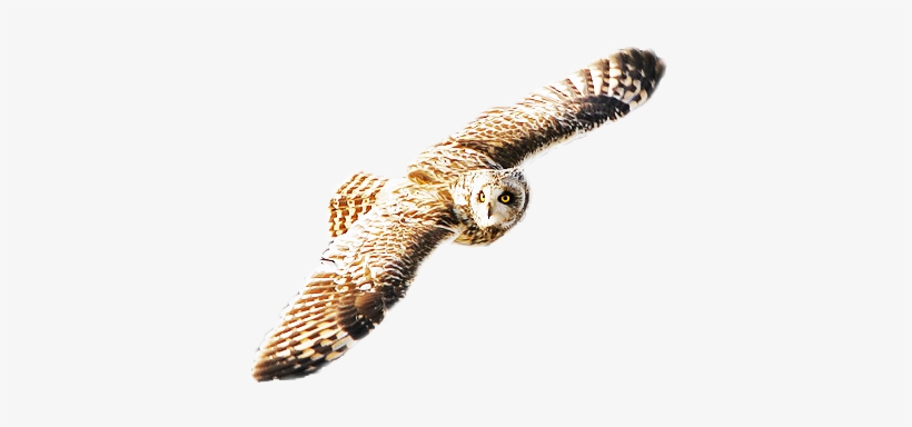 Flying Owl Png - Owl Transparent PNG - 439x331 - Free Download on NicePNG