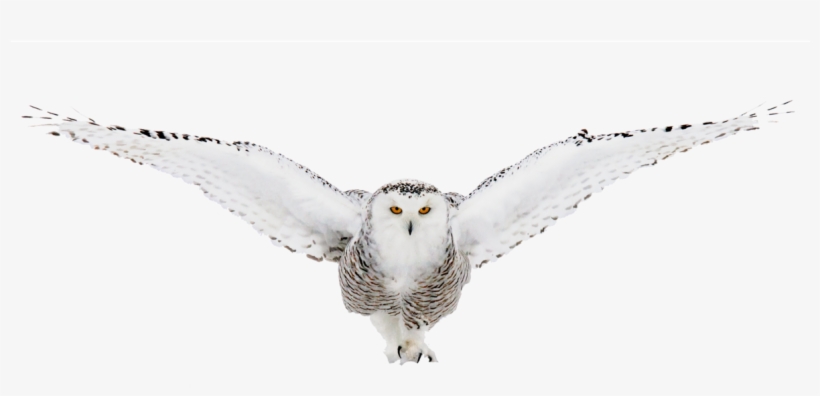 Go To Image - Snowy Owl Transparent PNG - 1193x670 - Free Download on ...