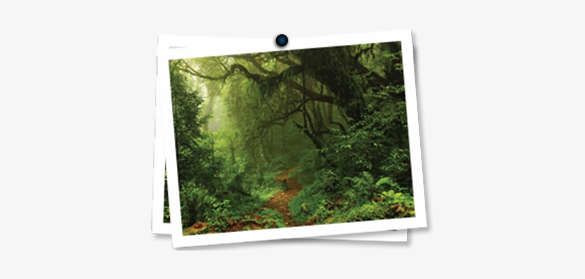 Primeval Forest Transparent PNG - 577x312 - Free Download on NicePNG