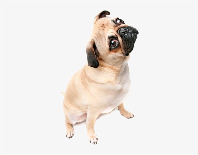 Thug Life Pug Png Image With Transparent Background - Transparent ...