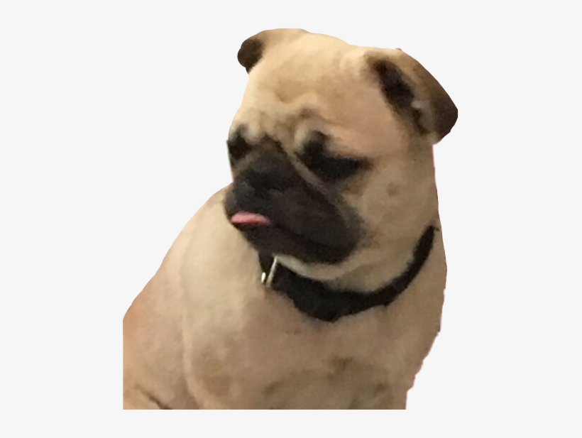 Derp Puglife Pug Cute Doggo Dog Picsart Stickers Freeto - Pug ...