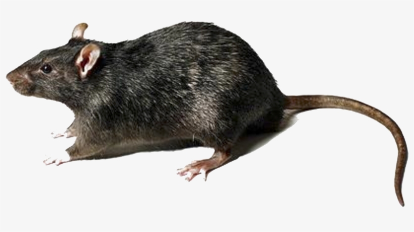 Rat Png Images Transparent Free Download - Rat With No Background ...